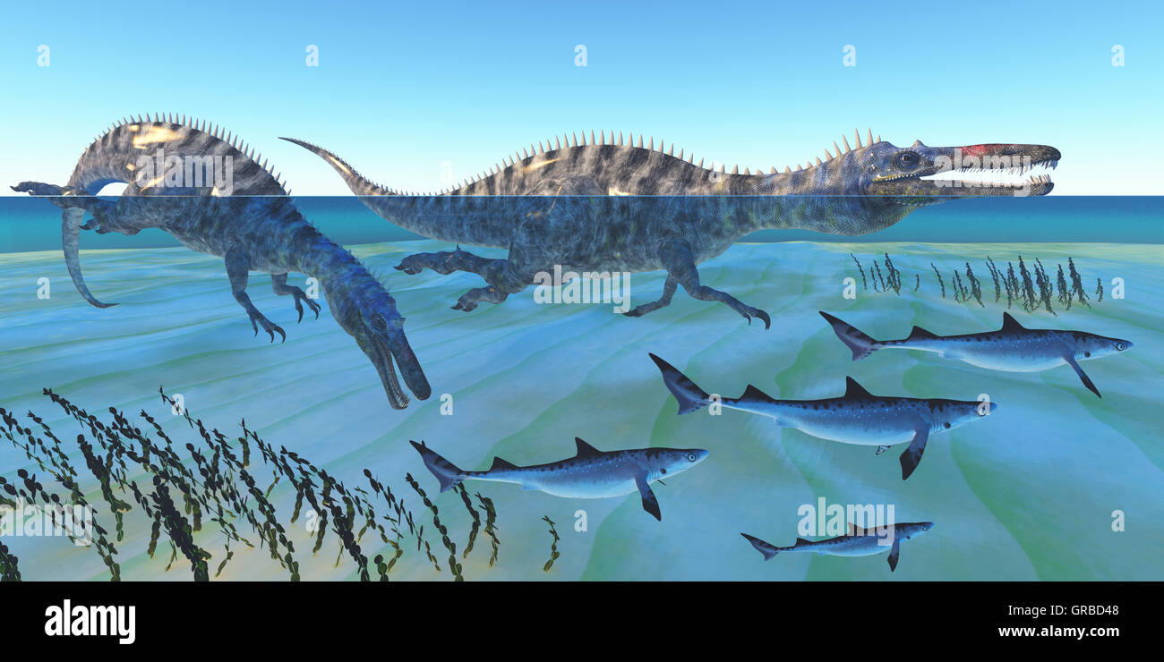 Carnivorous fish hi-res stock photography and images - Alamy