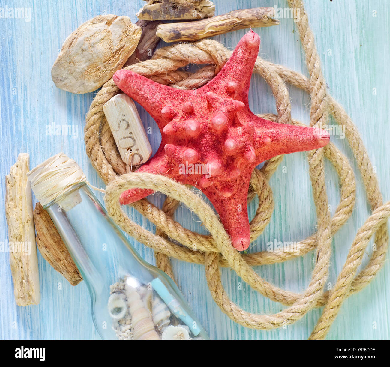 sea shells on blue background Stock Photo - Alamy