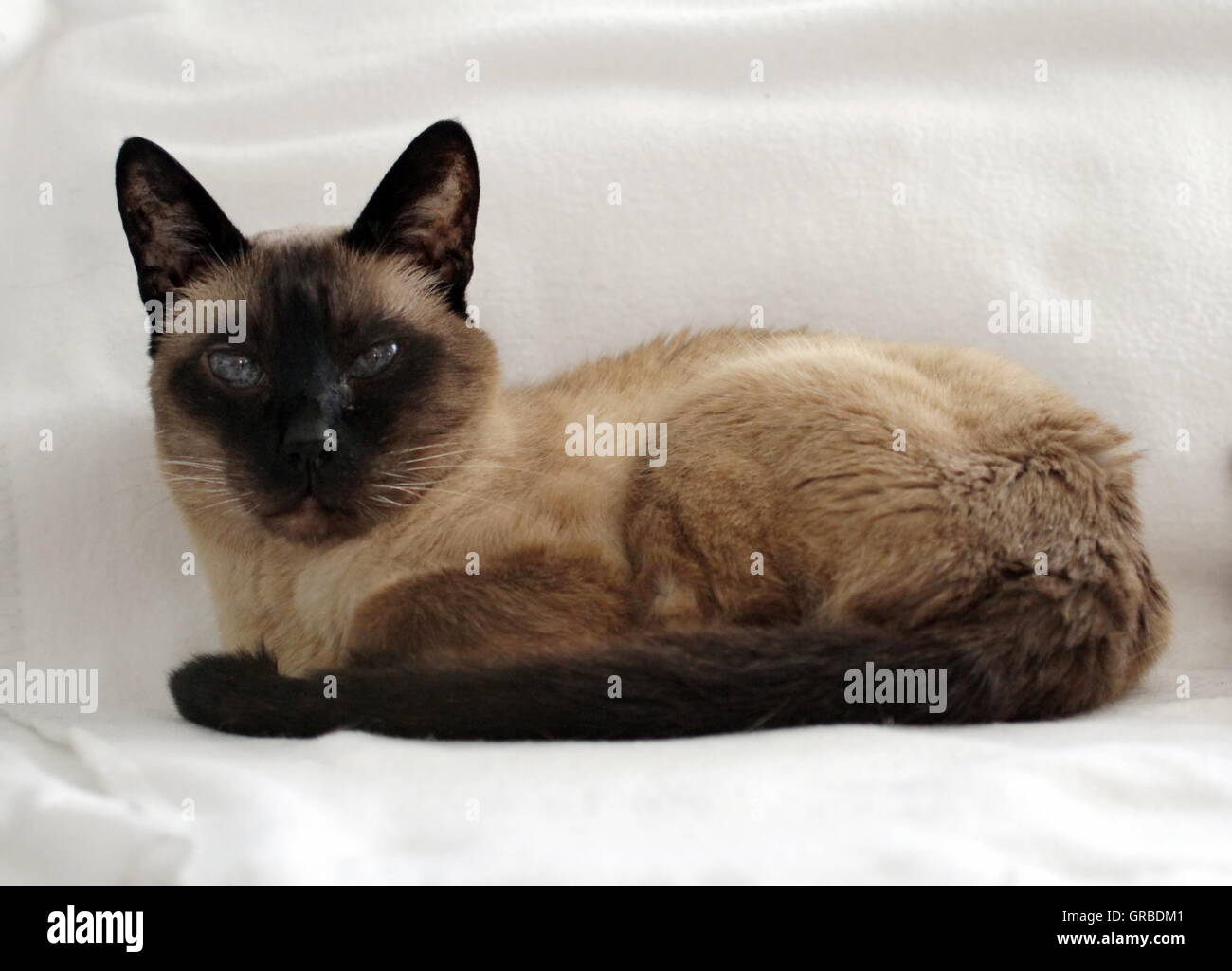 Siamese cat portrait Stock Photo - Alamy