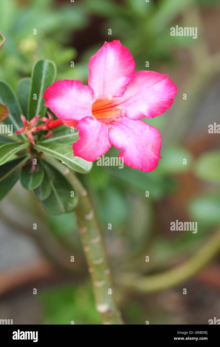 Tropical flower Pink Adenium Stock Photo - Alamy