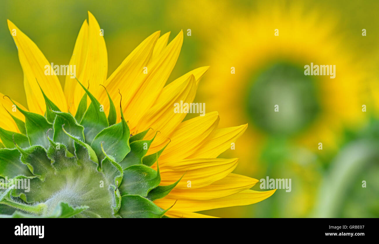 back side of sun flower Stock Photo - Alamy