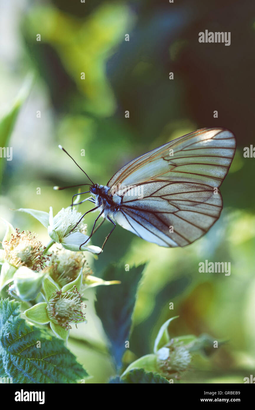 Butterfly close up Stock Photo - Alamy