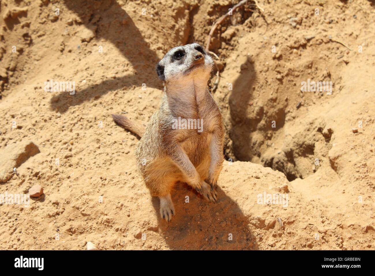 Meerkat looking up Stock Photo - Alamy