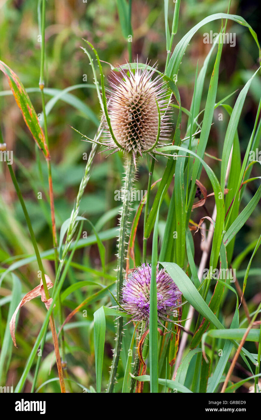 Teasel plant hi-res stock photography and images - Alamy