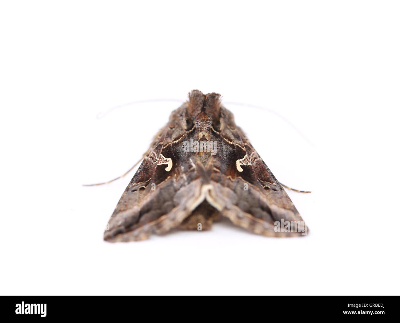 Close-up moth isolated on a white background Stock Photo - Alamy
