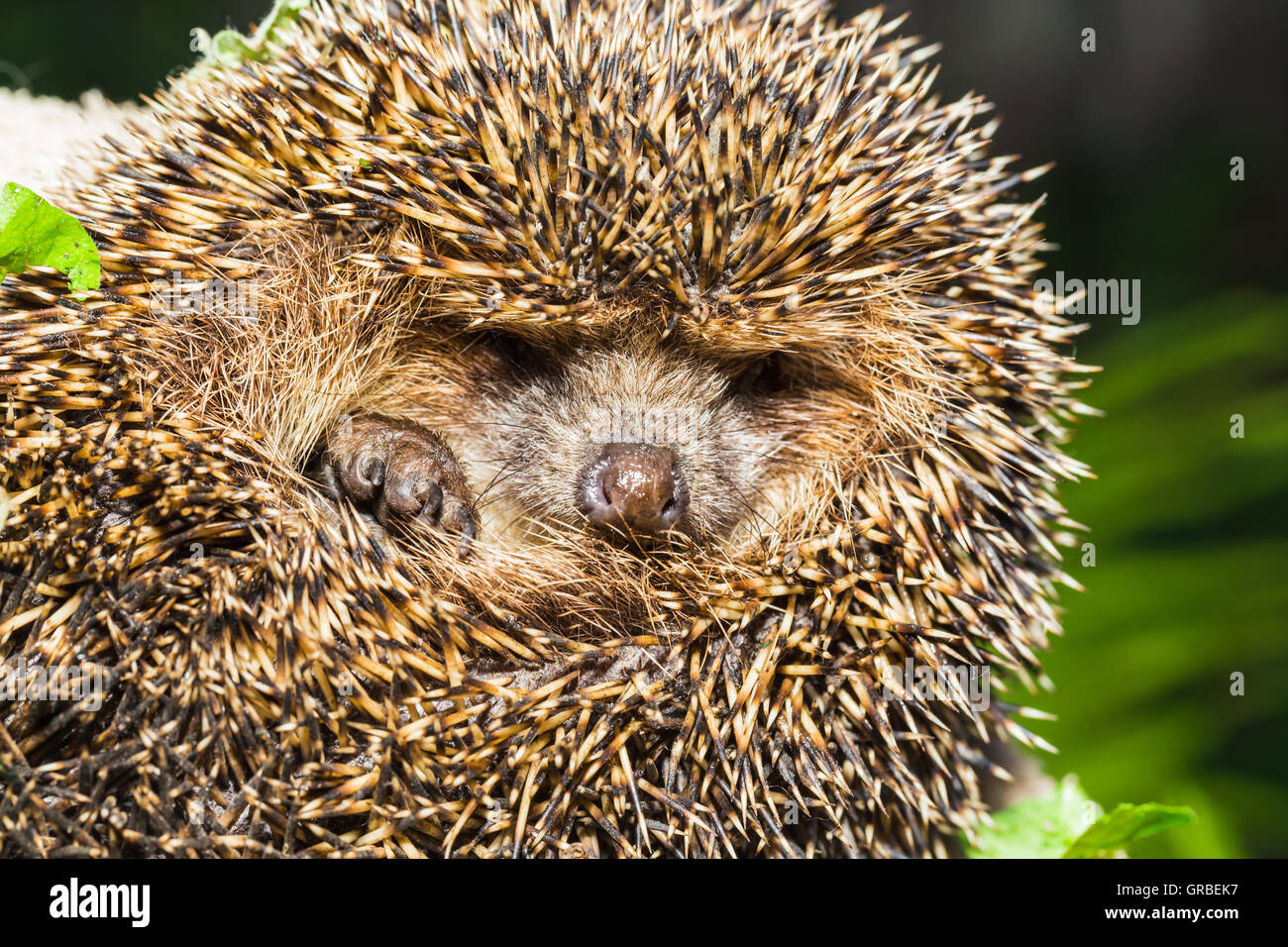 Four-toed young hedgehog, Atelerix albiventris Stock Photo - Alamy
