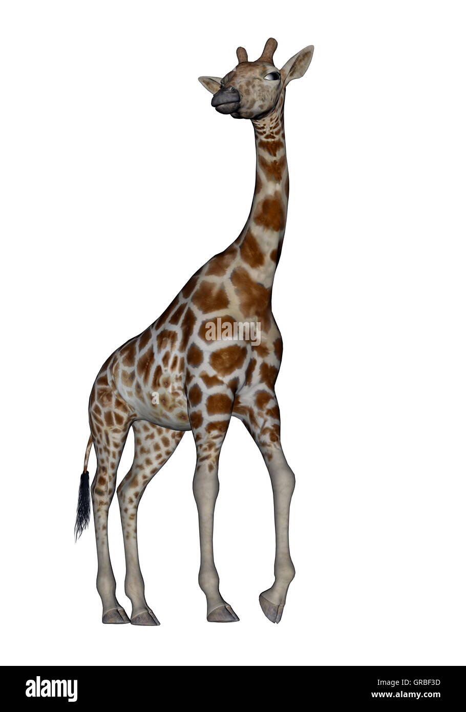 Turning its head Cut Out Stock Images & Pictures - Alamy