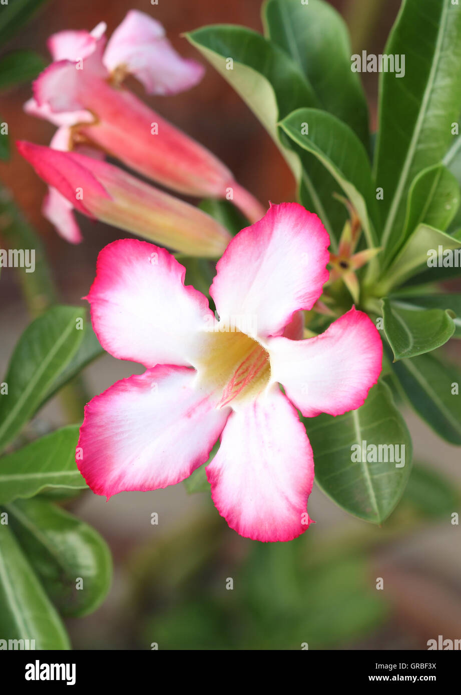 Tropical flower Pink Adenium Stock Photo - Alamy
