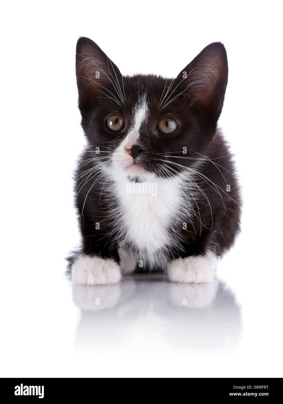 Black and white small frightened kitten Stock Photo - Alamy