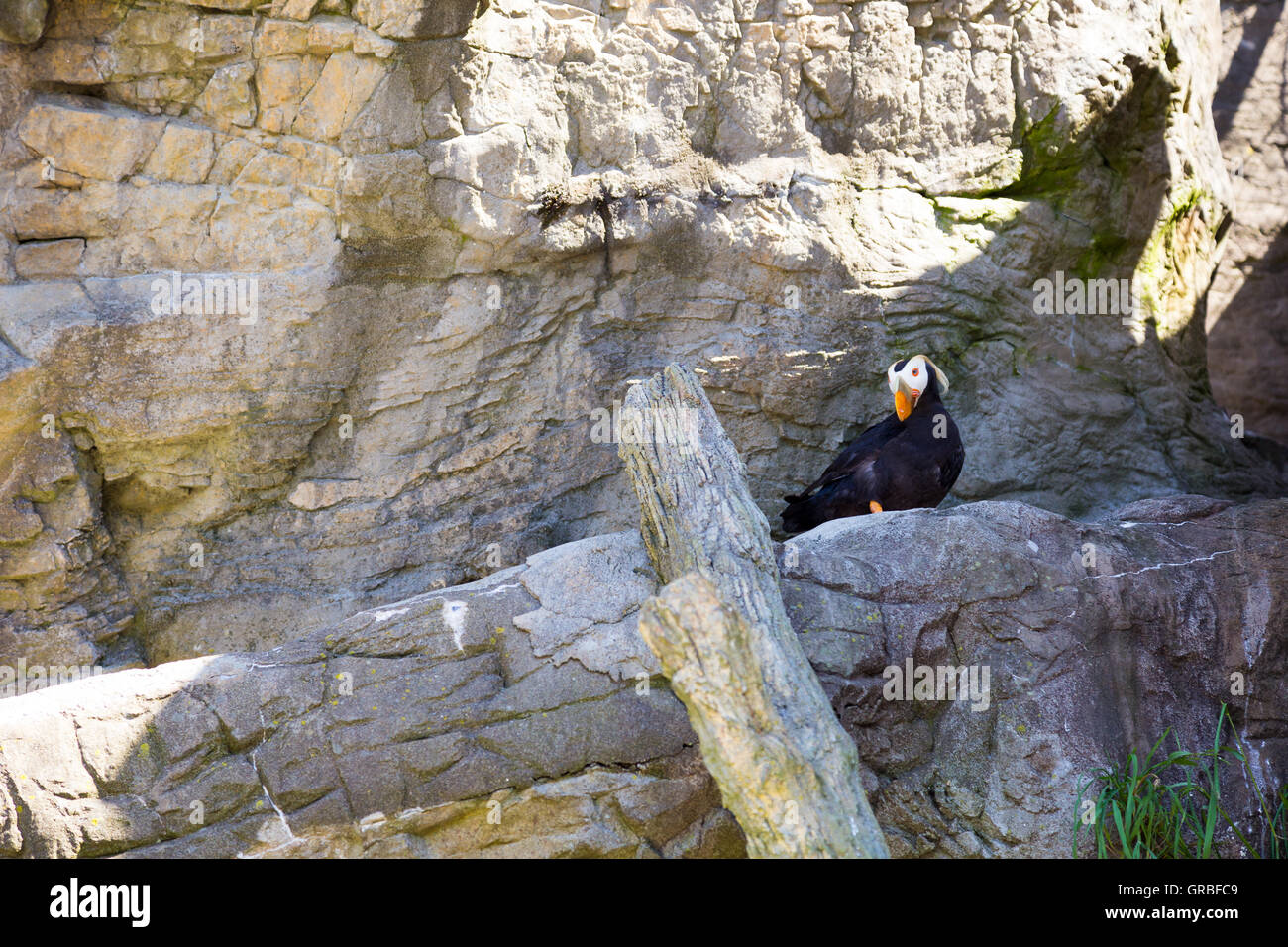 Birds at Zoo Stock Photo - Alamy