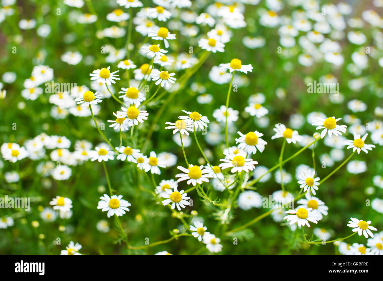 field of daisy Stock Photo - Alamy