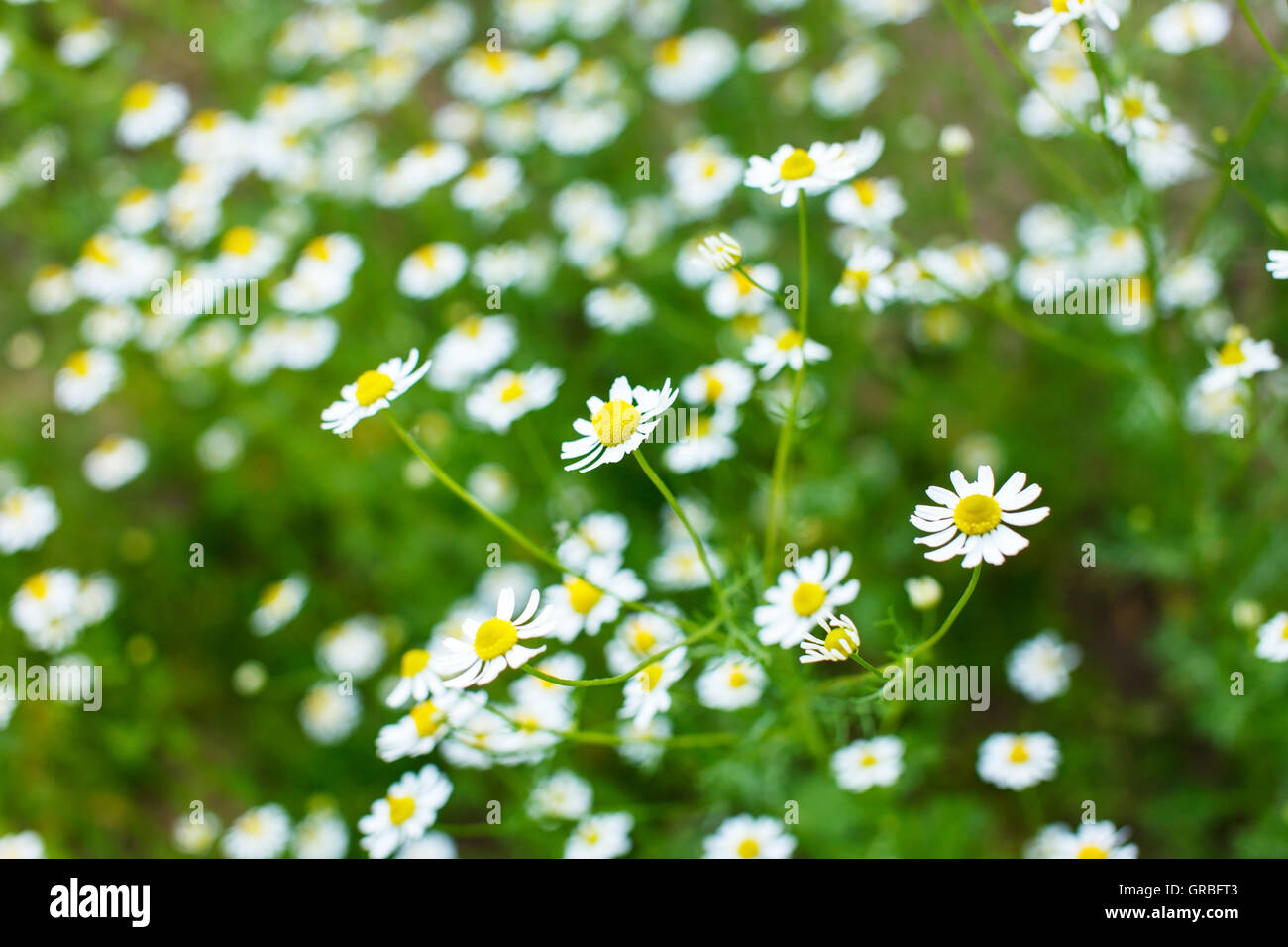 field of daisy Stock Photo - Alamy