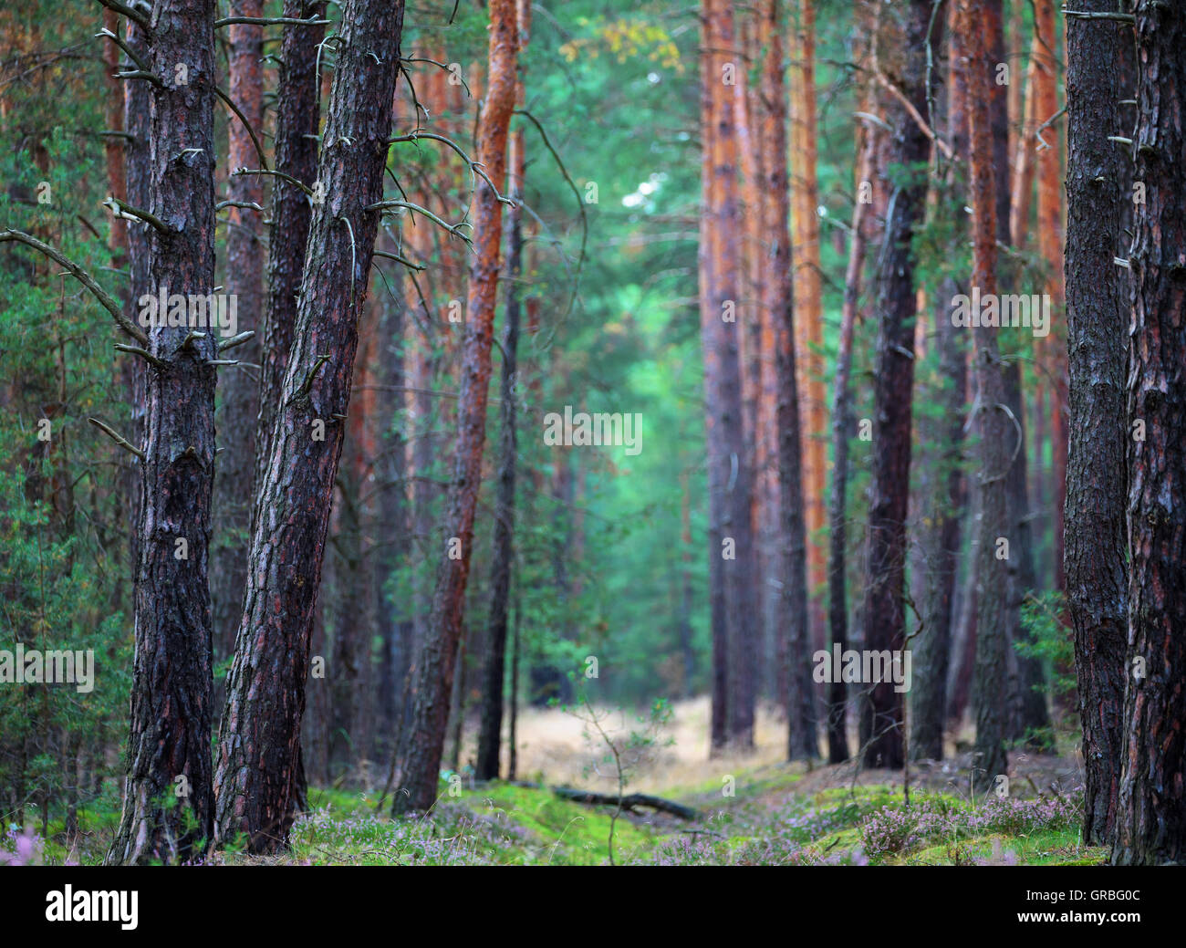 Pretty pine hi-res stock photography and images - Alamy
