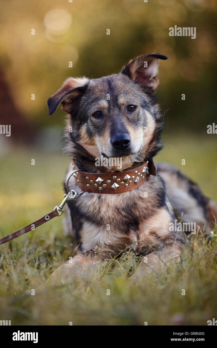 Mongrel puppy hi-res stock photography and images - Alamy