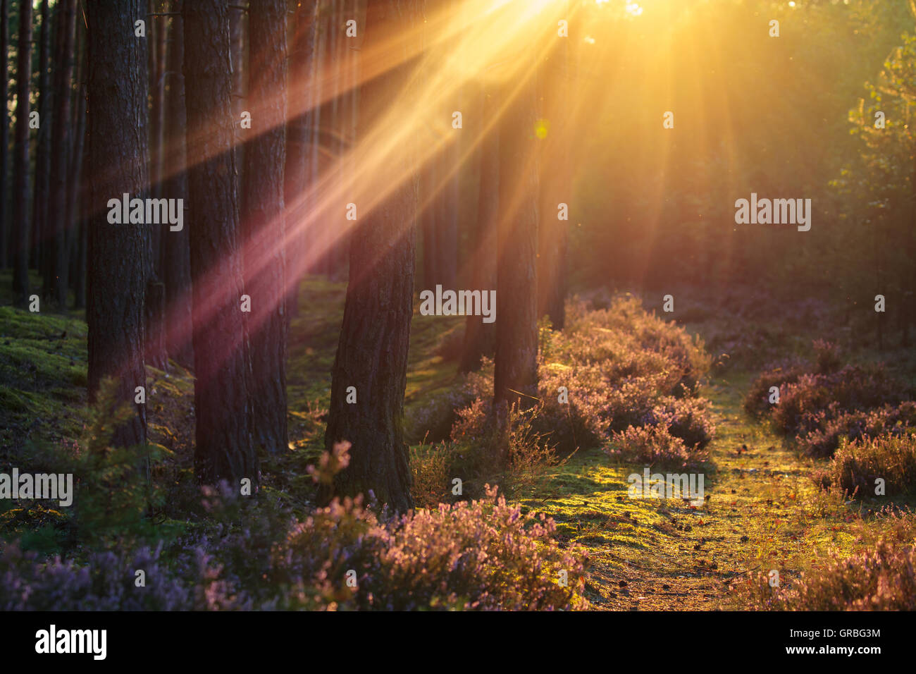 Sunset in the forest Stock Photo - Alamy