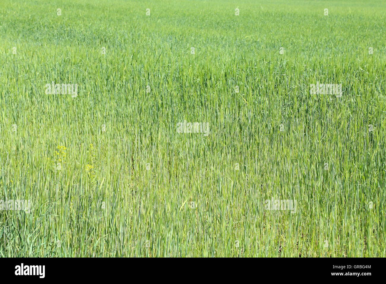 Field of green wheat grass Stock Photo - Alamy