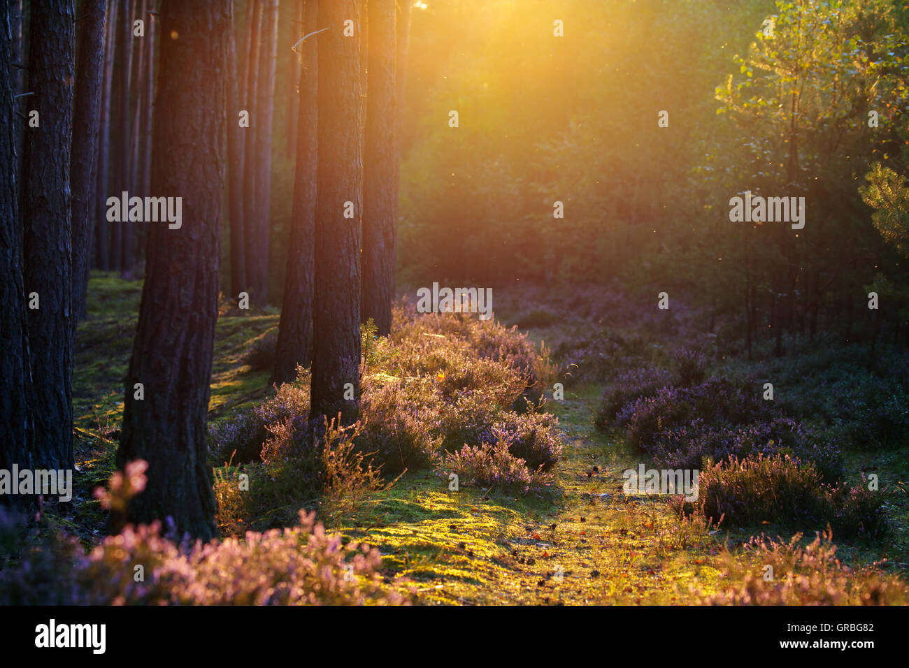 Sunset in the forest Stock Photo - Alamy