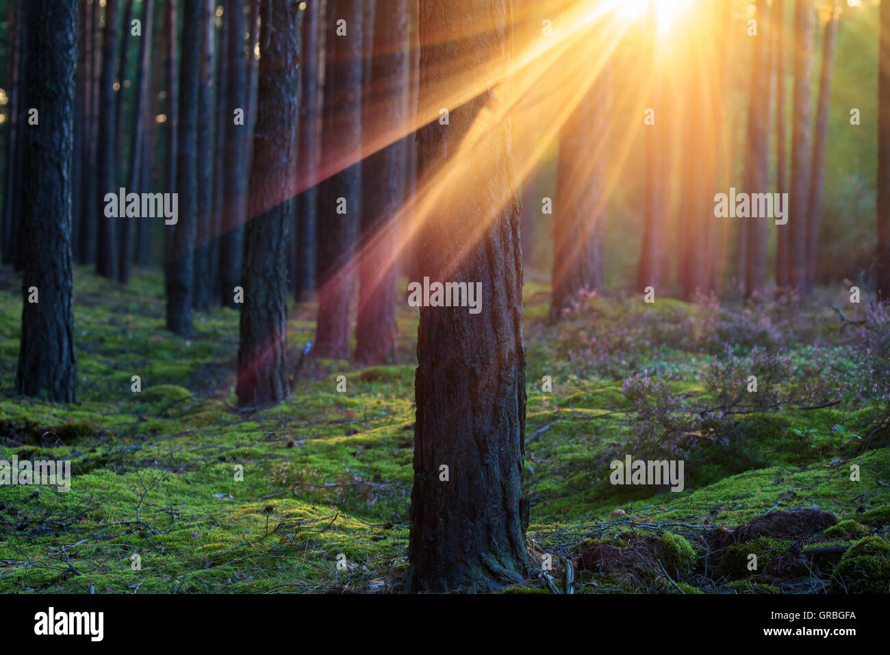Sunset in the forest Stock Photo - Alamy