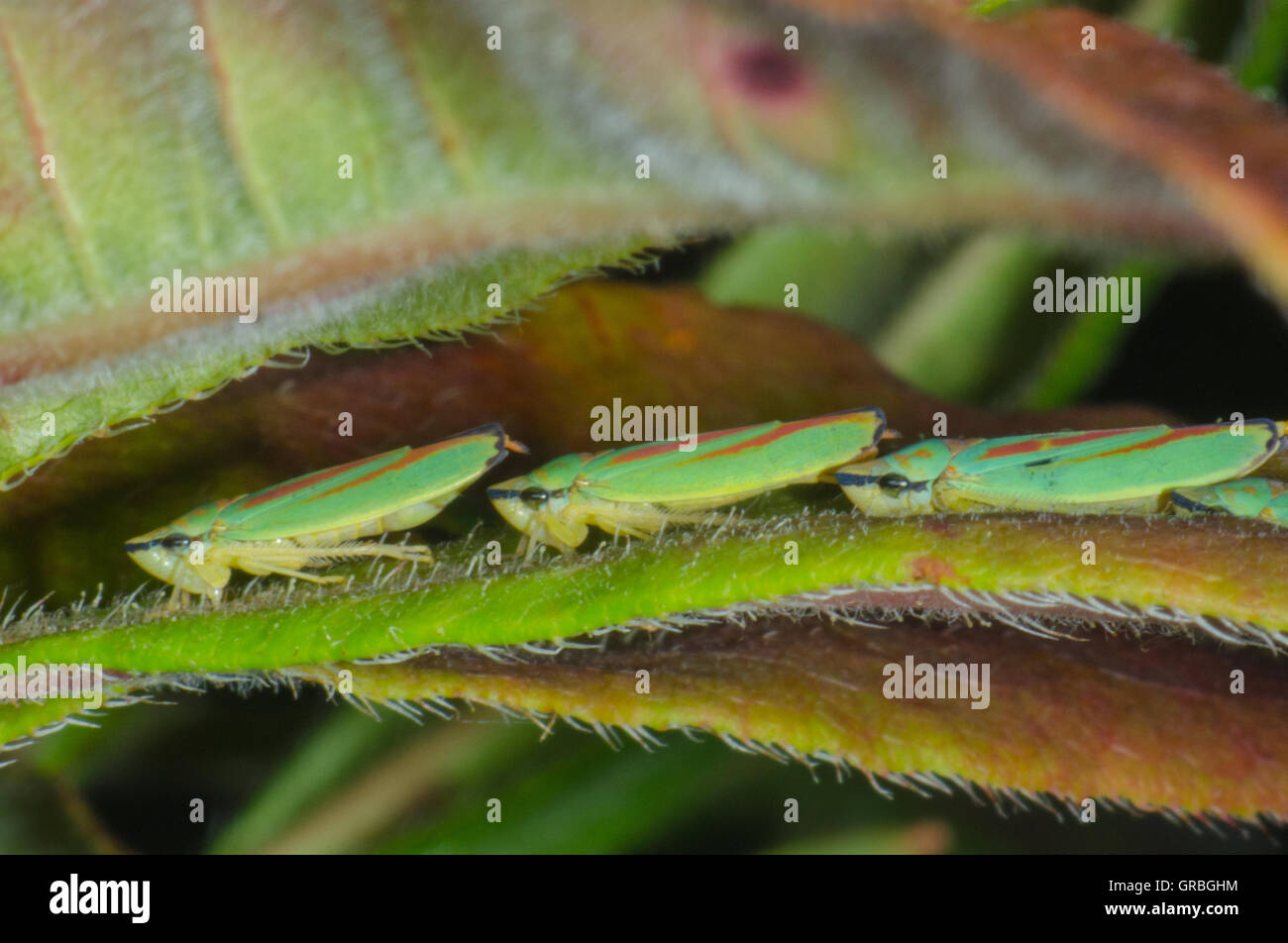 Green leaf hopper hi-res stock photography and images - Alamy