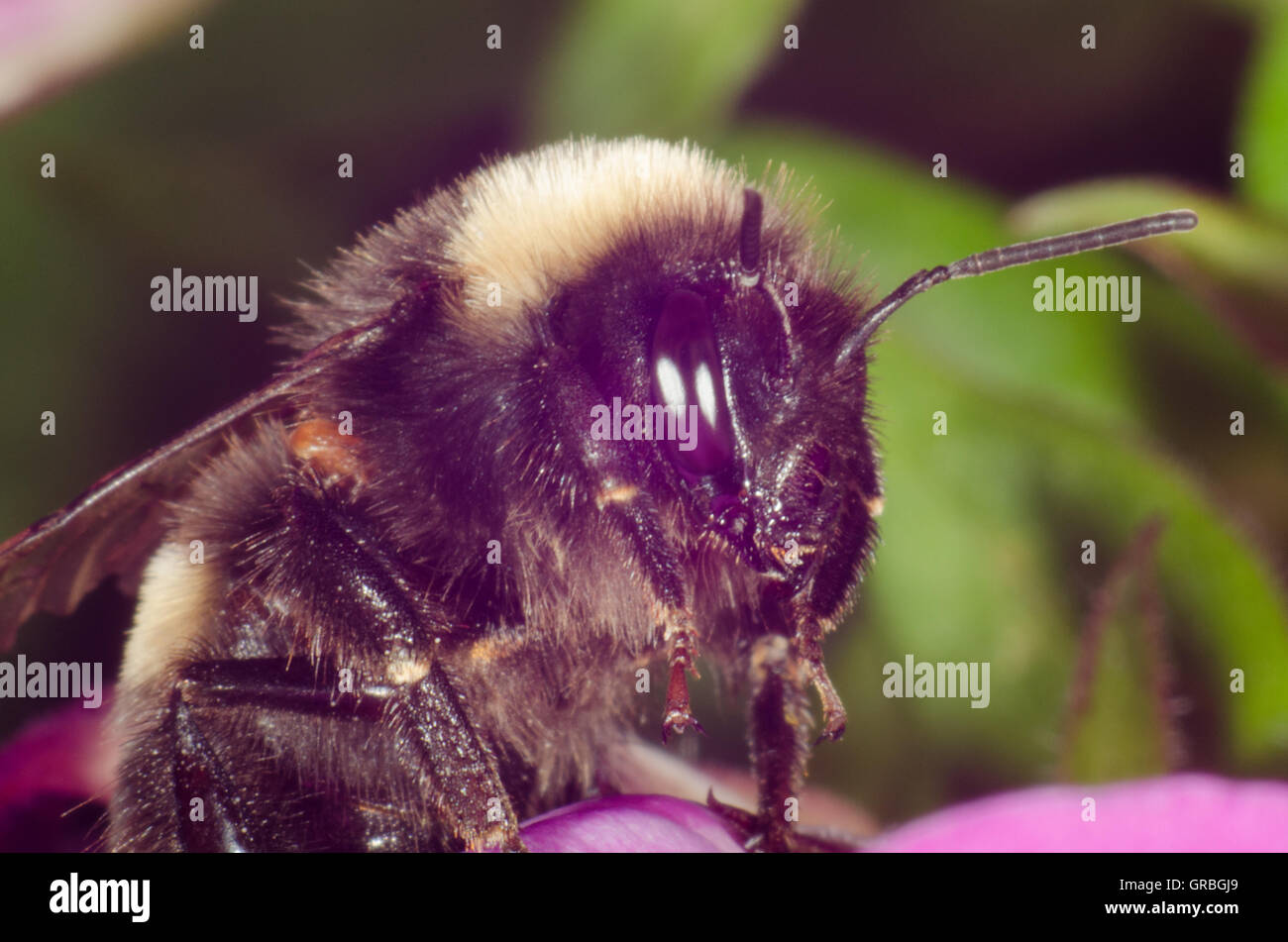 Bumblebee on a flower Stock Photo - Alamy