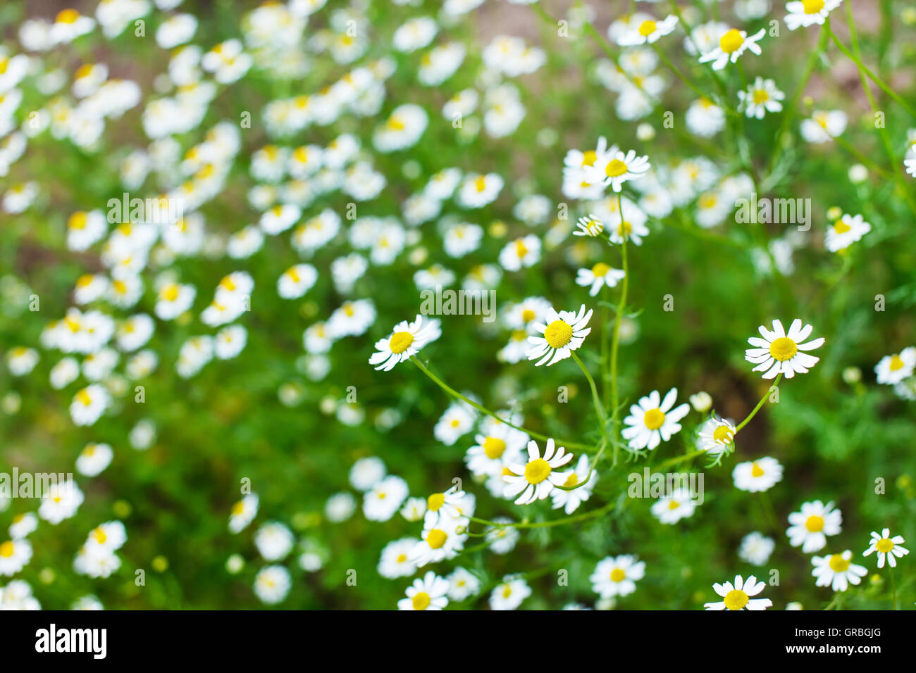 field of daisy Stock Photo - Alamy