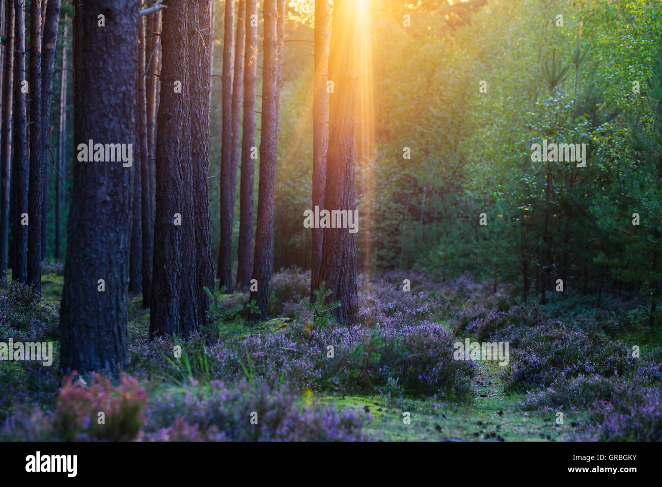 Sunset in the forest Stock Photo - Alamy