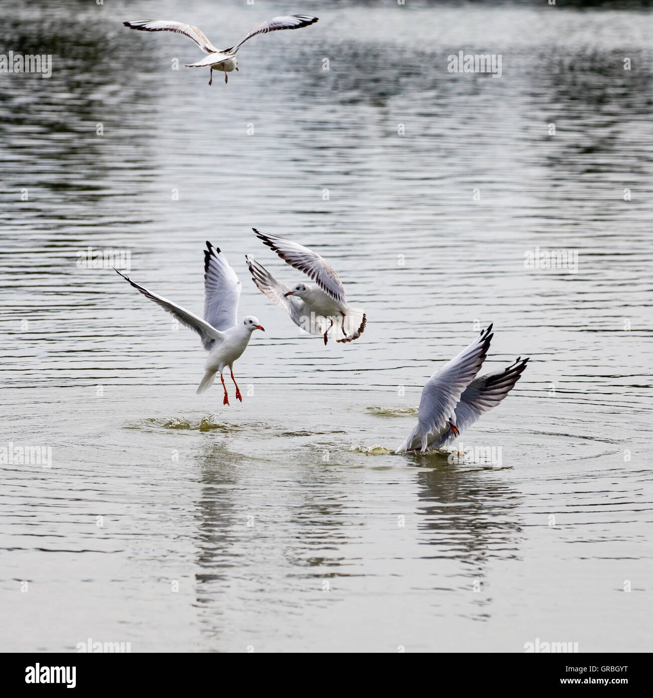 Gulls hunting in the lake Stock Photo - Alamy