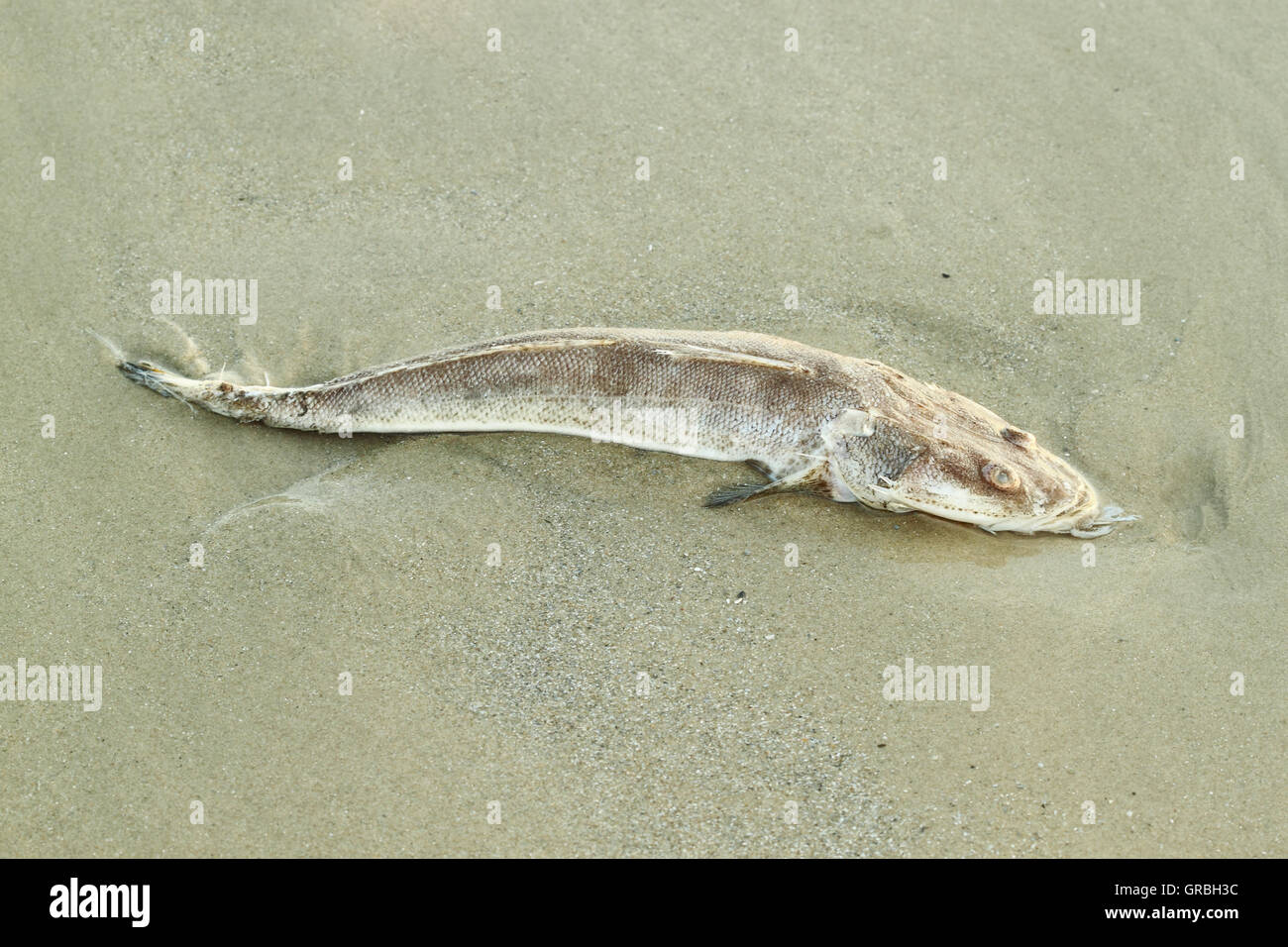 Rotten fish in the sand Stock Photo - Alamy
