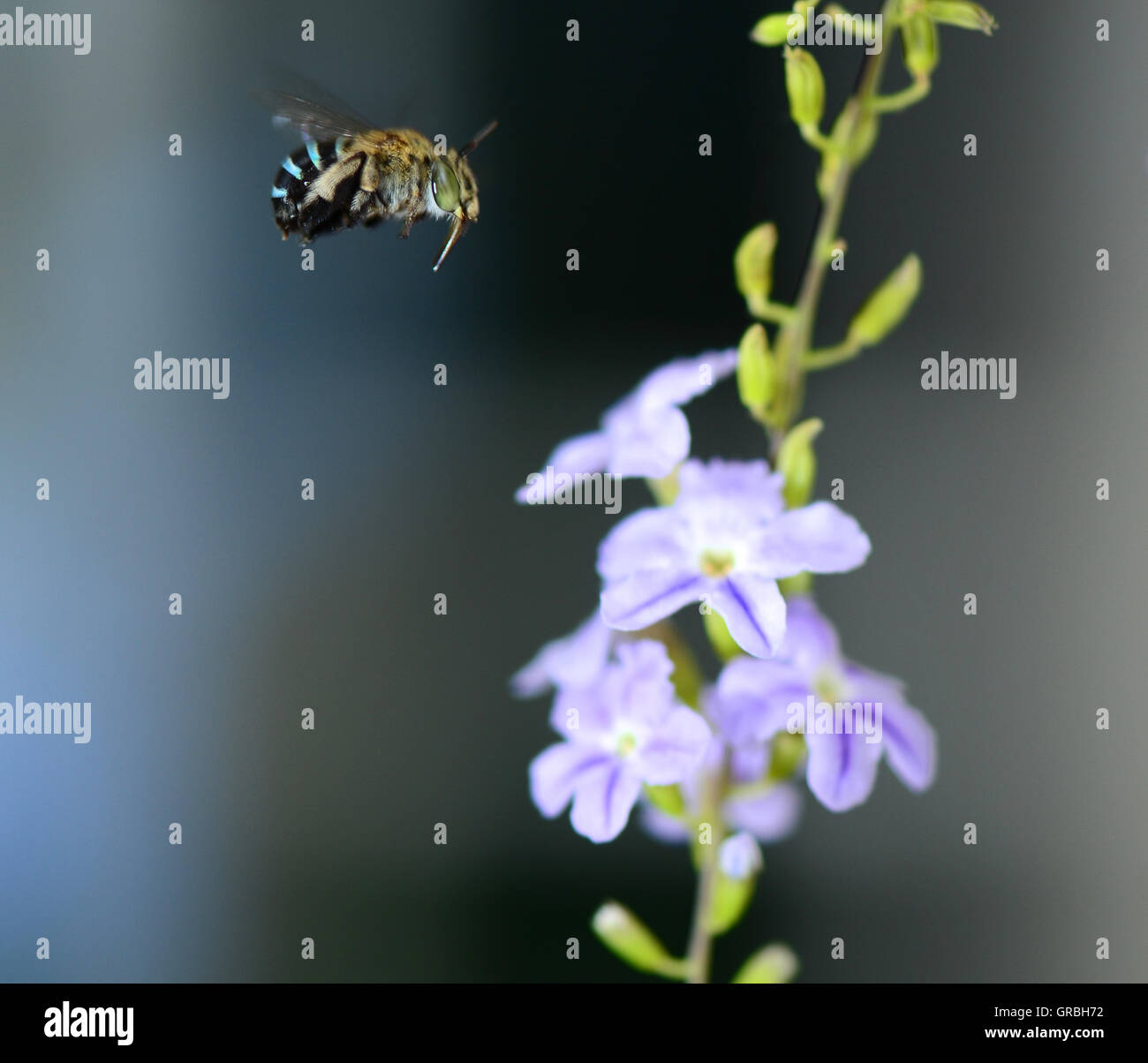 Honey bee flying Stock Photo - Alamy
