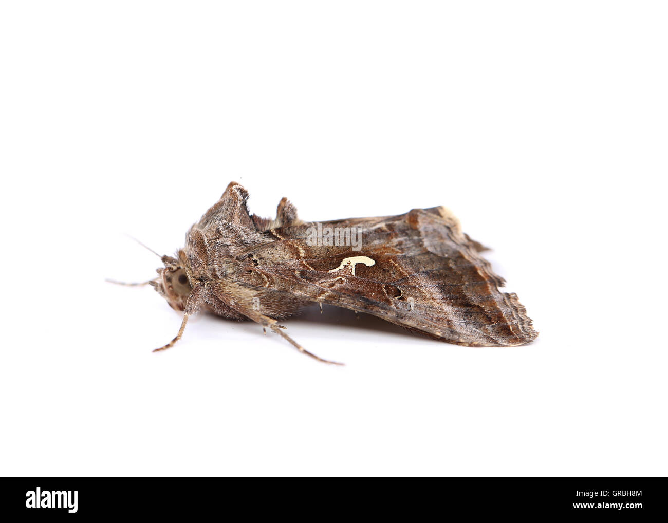Close-up moth isolated on a white background Stock Photo - Alamy