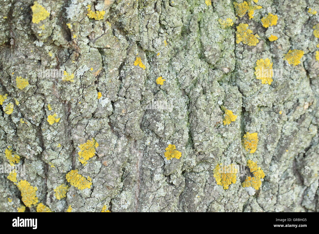 Yellow Mold High Resolution Stock Photography and Images - Alamy
