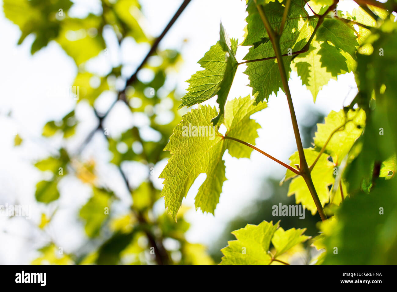 Green grape leaves Stock Photo - Alamy
