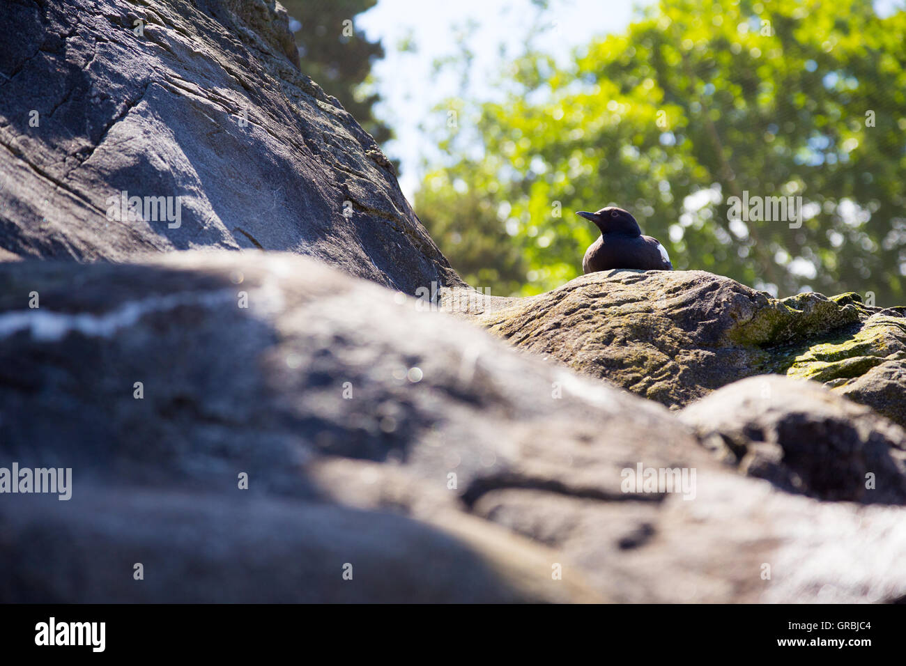 Birds at Zoo Stock Photo - Alamy