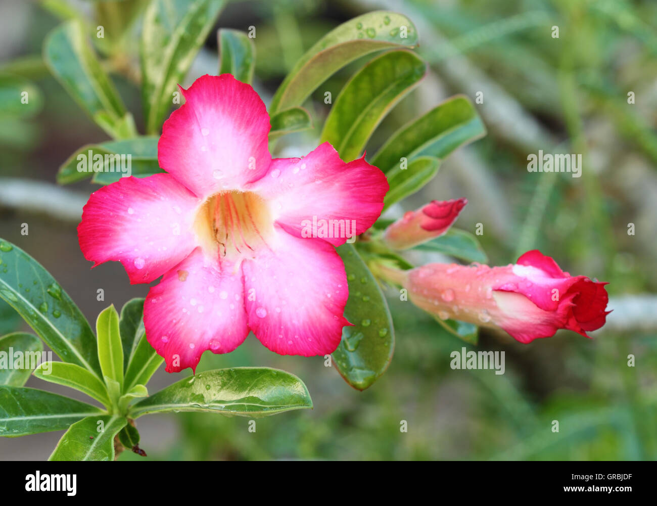 Tropical flower Pink Adenium Stock Photo - Alamy