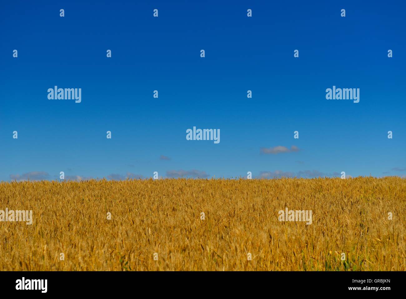 wheat field with blue sky in background Stock Photo - Alamy