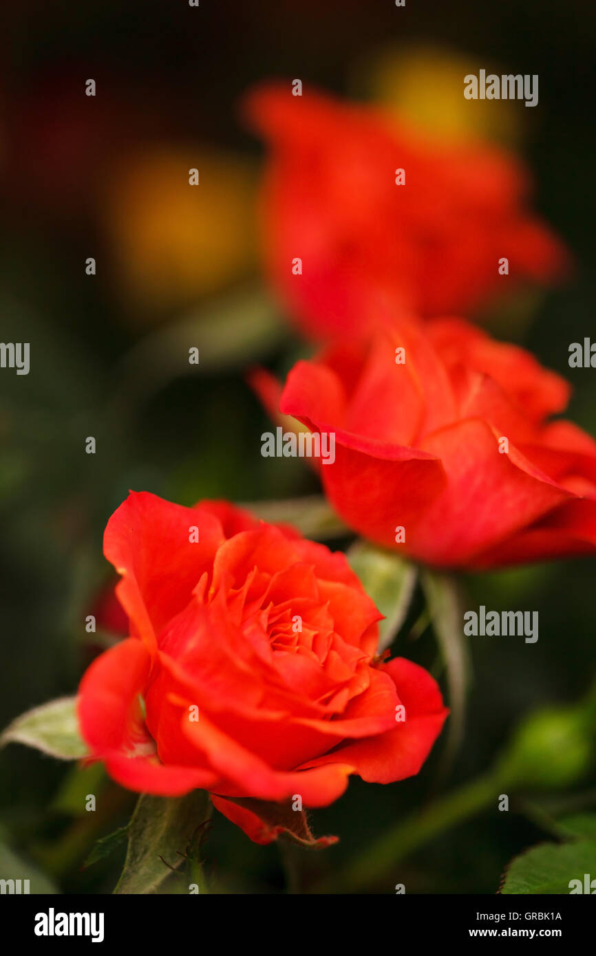 Red rose flower pot hi-res stock photography and images - Alamy