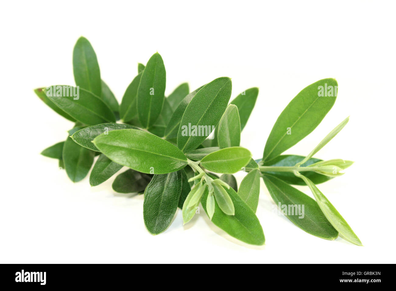 Olive branch hi-res stock photography and images - Alamy