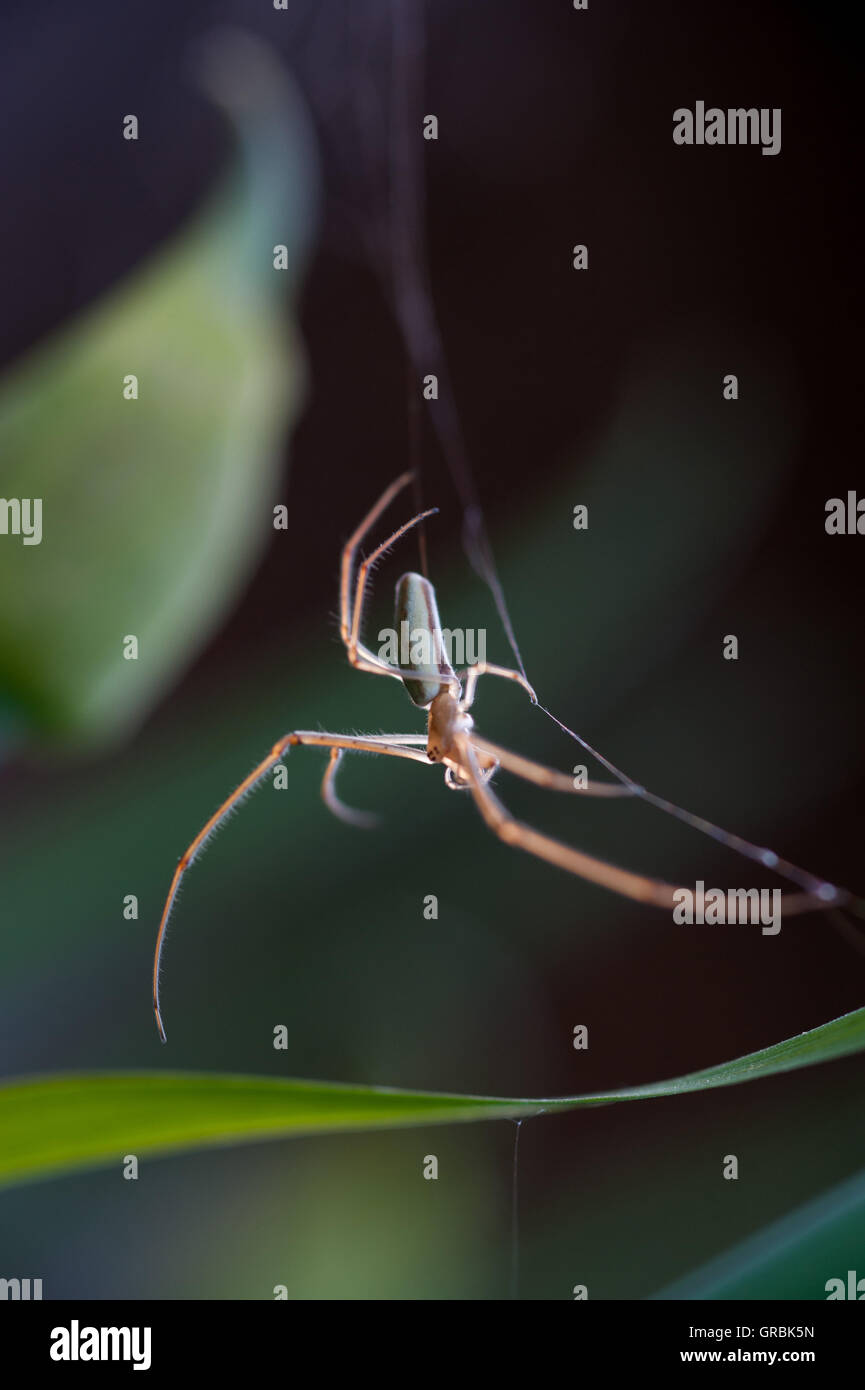 spider close up Stock Photo - Alamy