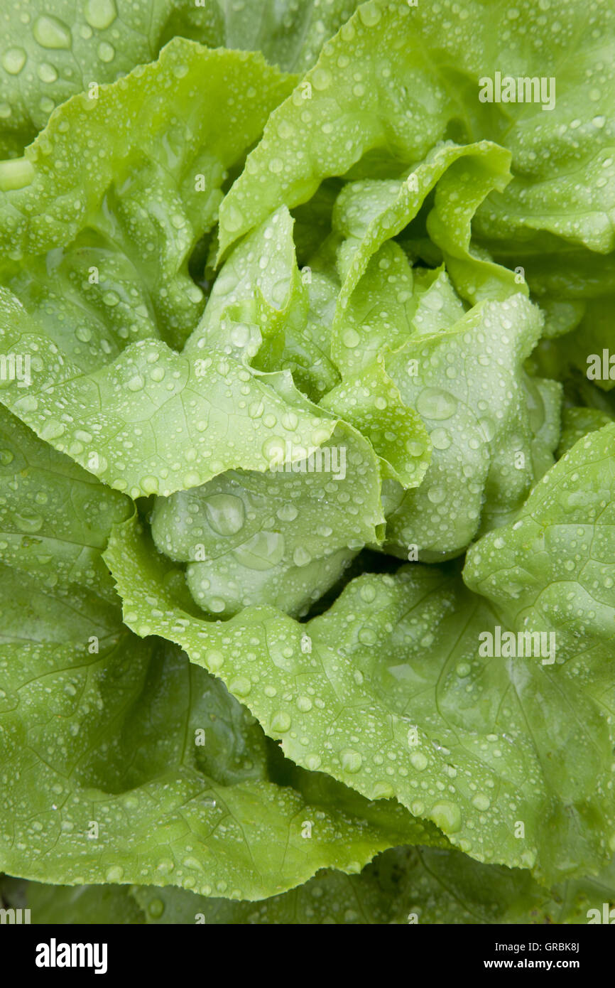 Close on one lettuce hi-res stock photography and images - Alamy