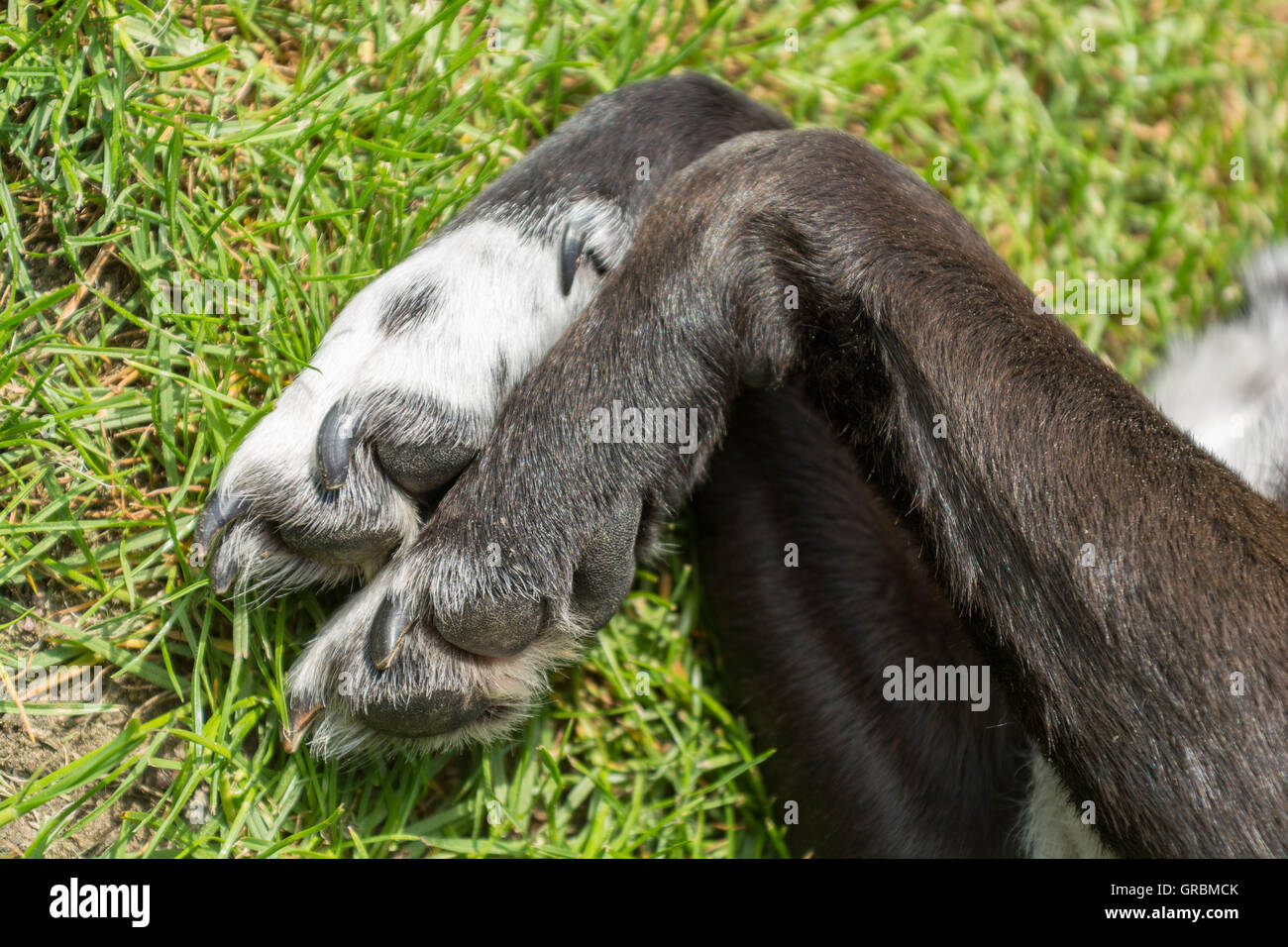 Fore paws hi-res stock photography and images - Alamy