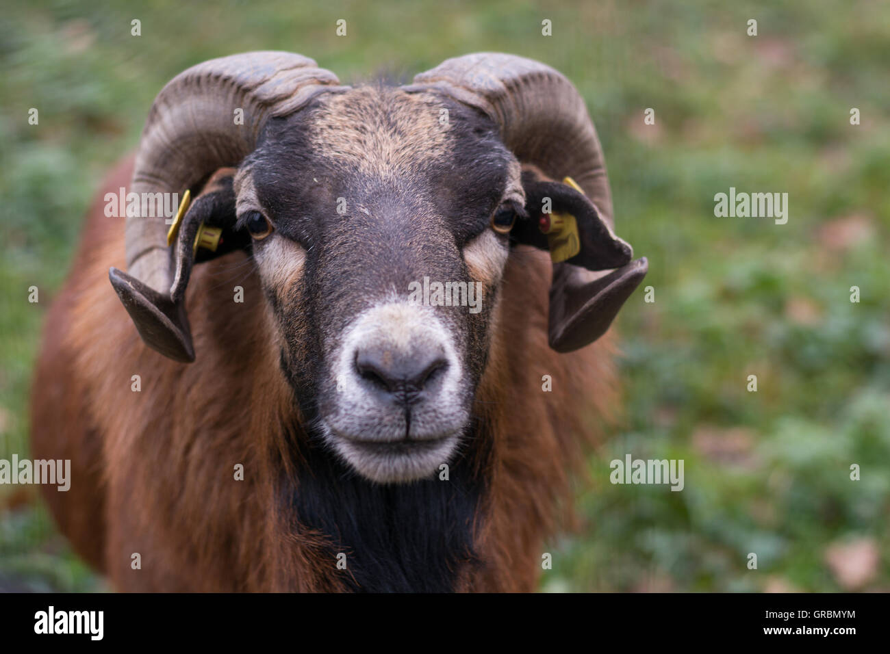 Mouflon Ram Looks Head-On Into The Camera Stock Photo - Alamy