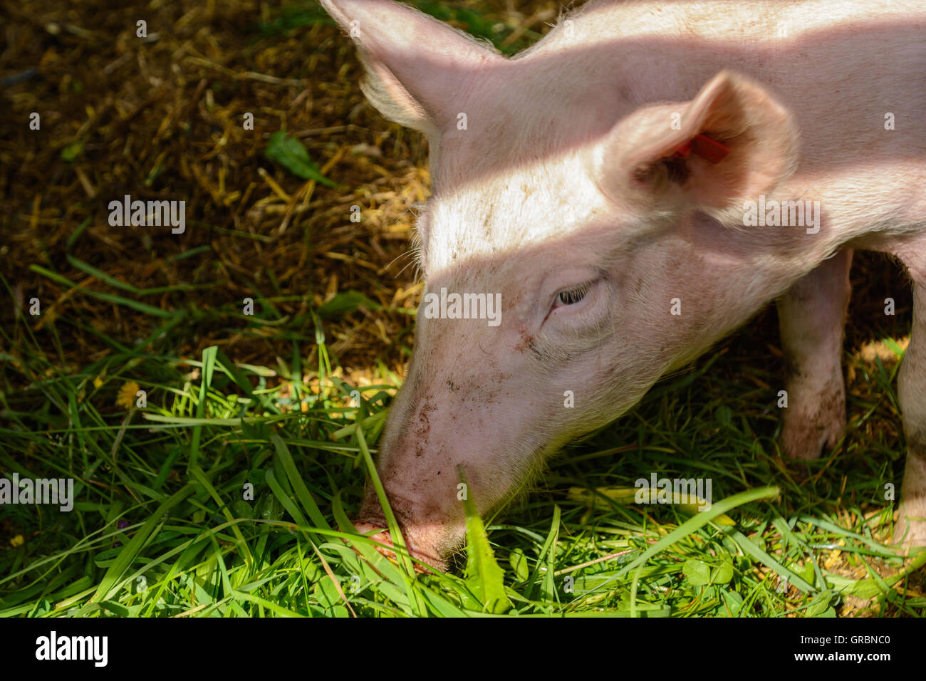 Domestic Pig Eats Grass Stock Photo - Alamy