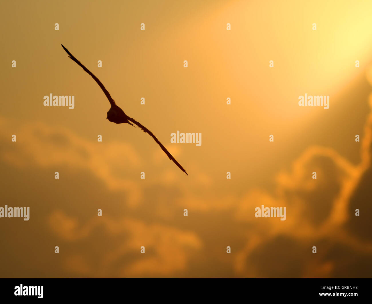 Easy freedom hi-res stock photography and images - Alamy