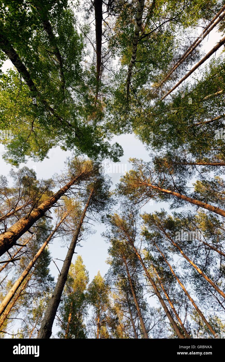 Top Of Trees Stock Photo - Alamy