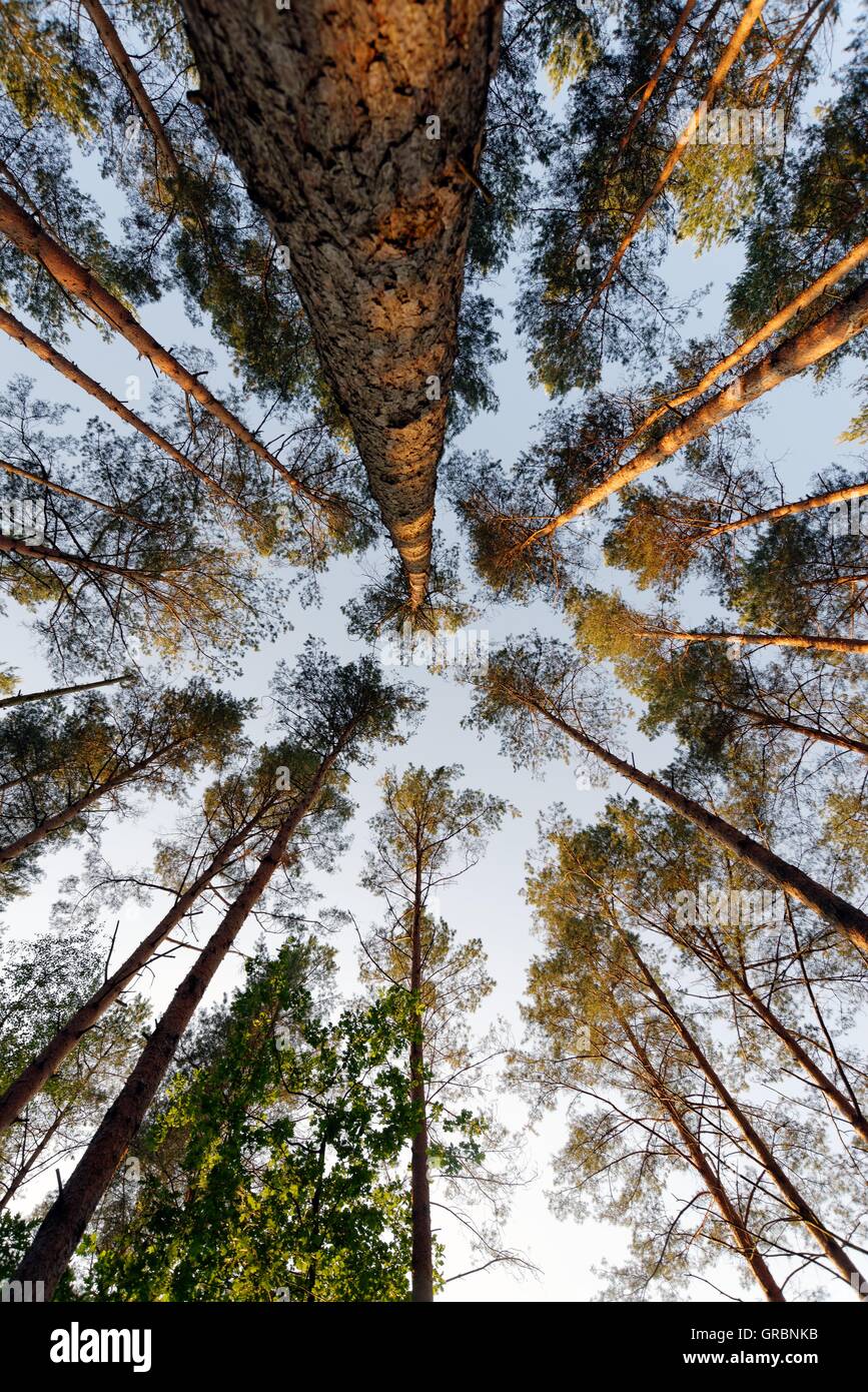 Top Of Trees Stock Photo - Alamy