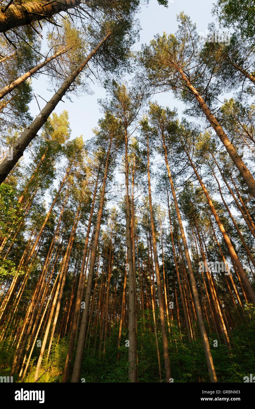 Forest In Brandenburg, Germany Stock Photo - Alamy