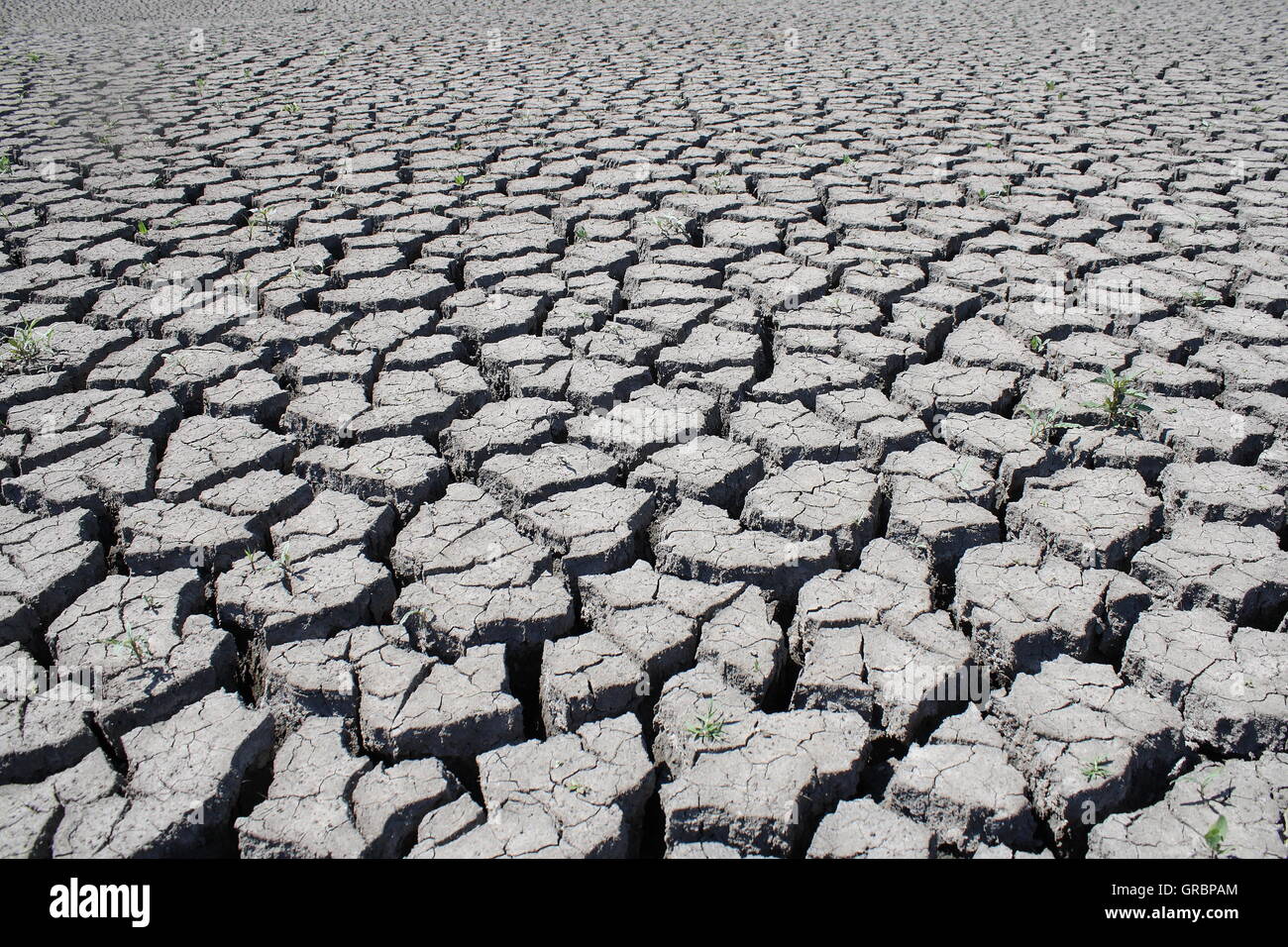 Drought cracks. dead nature. land without water irrigation Stock Photo ...