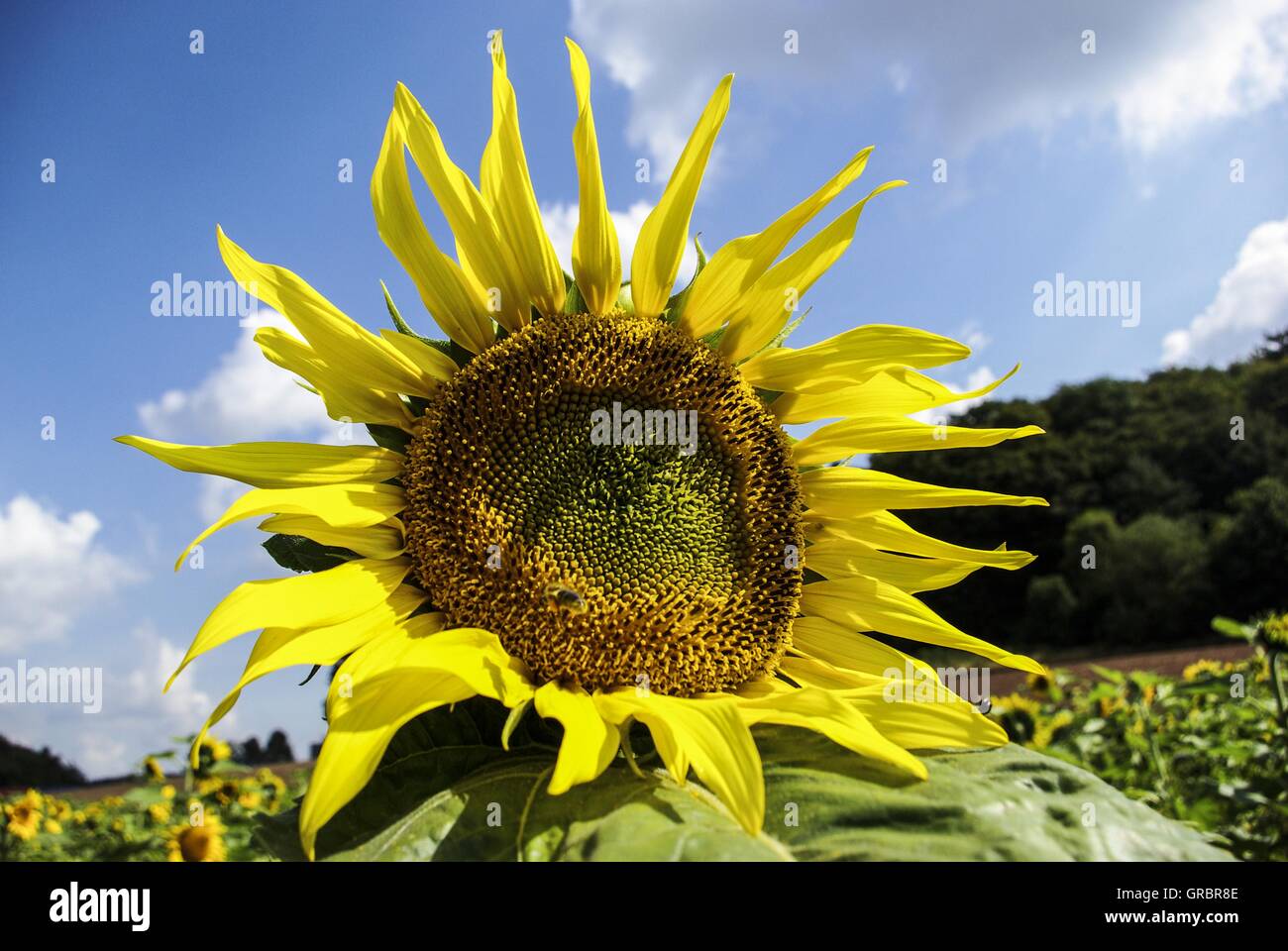 Sunflower height hi-res stock photography and images - Alamy