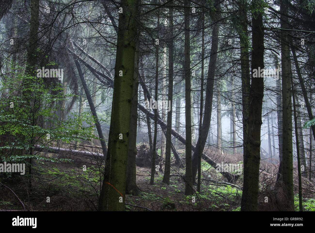 Trees, Forest, After The Storm Stock Photo - Alamy