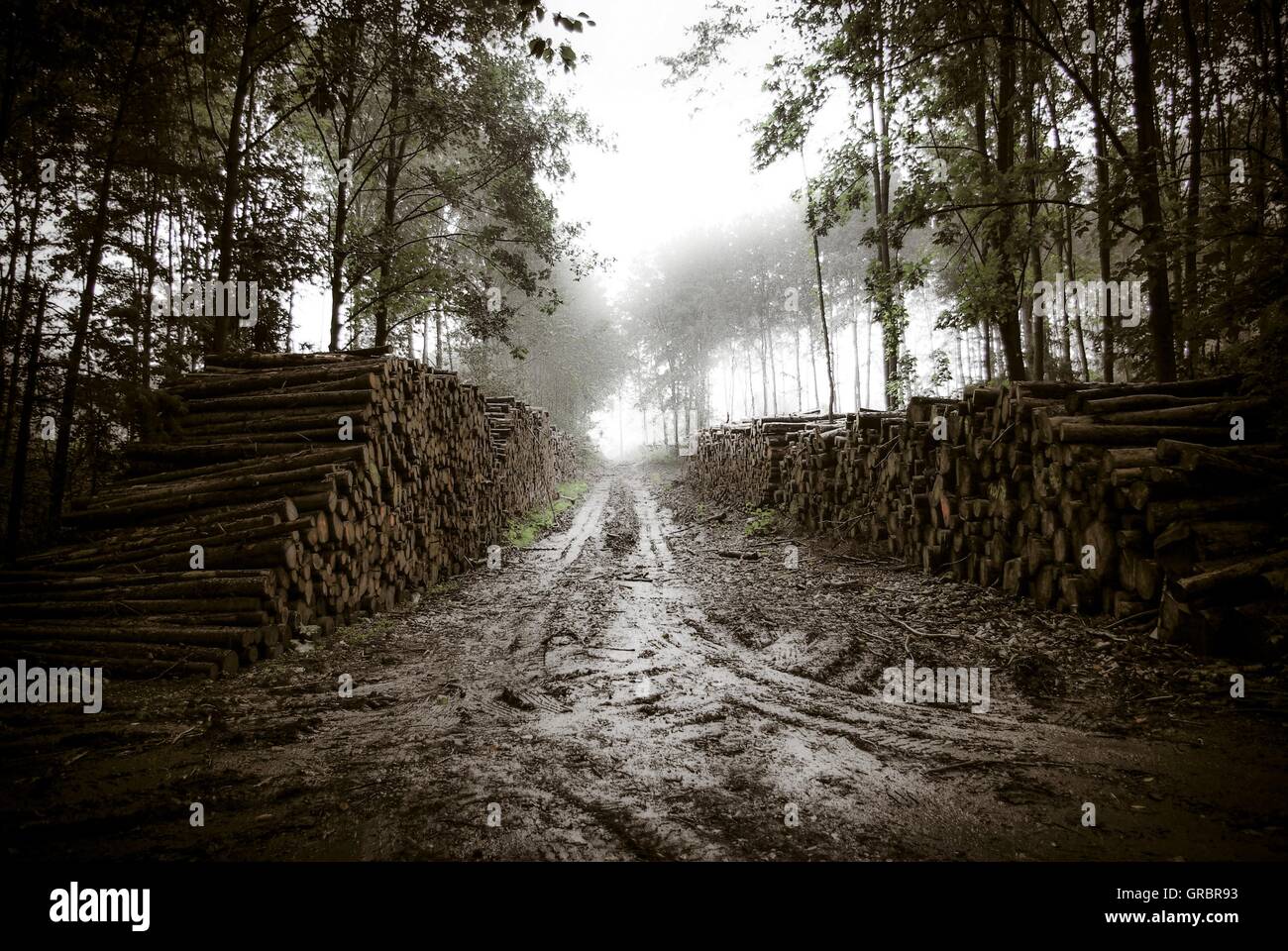 Trees, Forest, After The Storm Stock Photo - Alamy